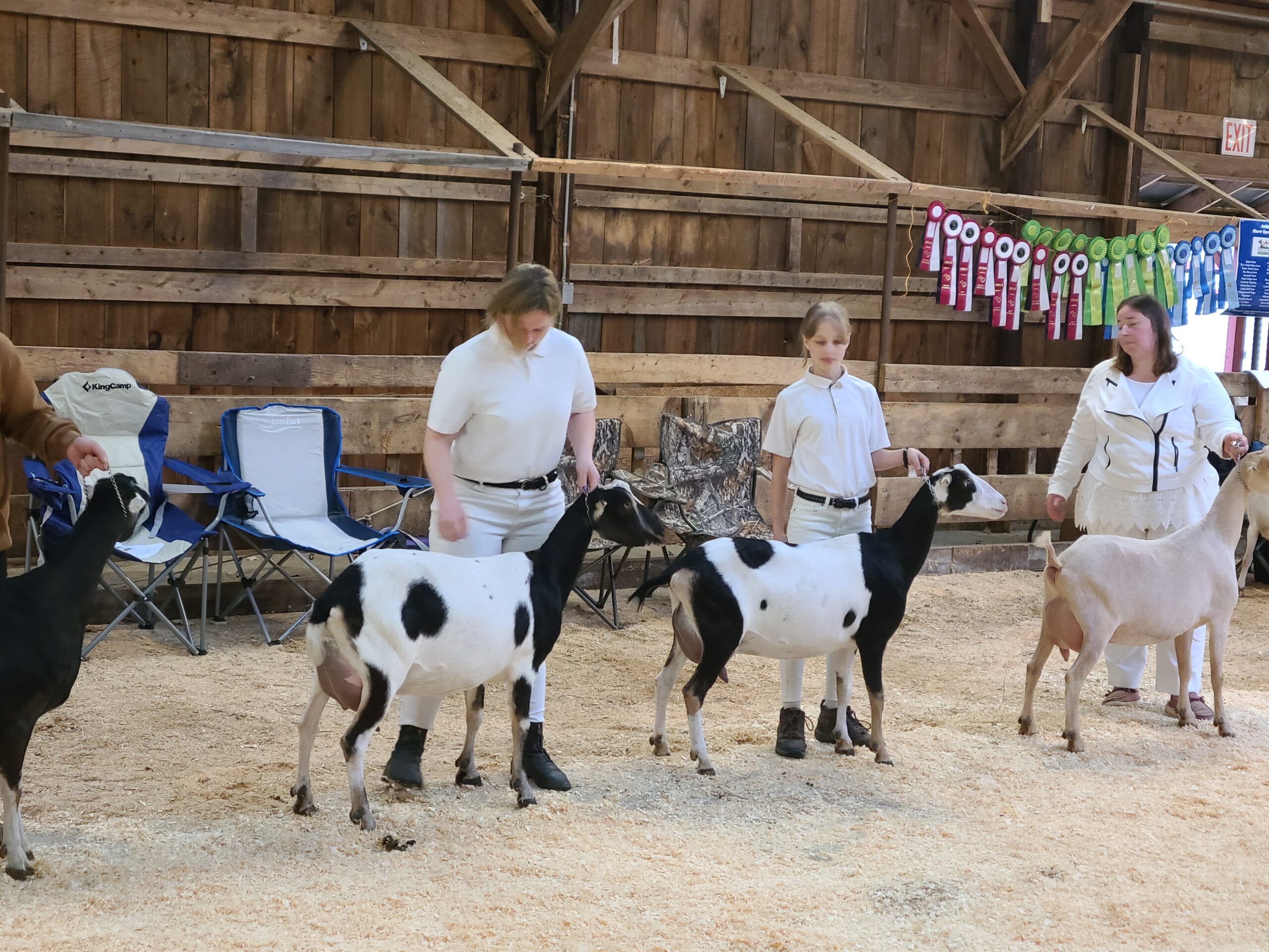 Sawyer Family Farm | The story of our lives with horses. And goats.