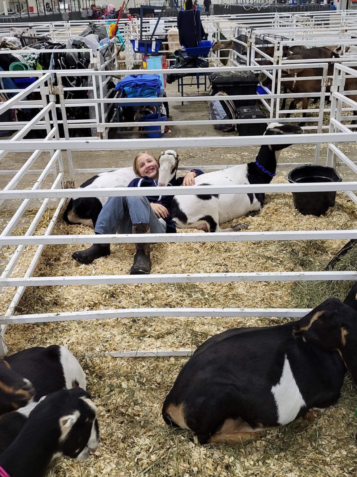 Sawyer Family Farm | The story of our lives with horses. And goats.